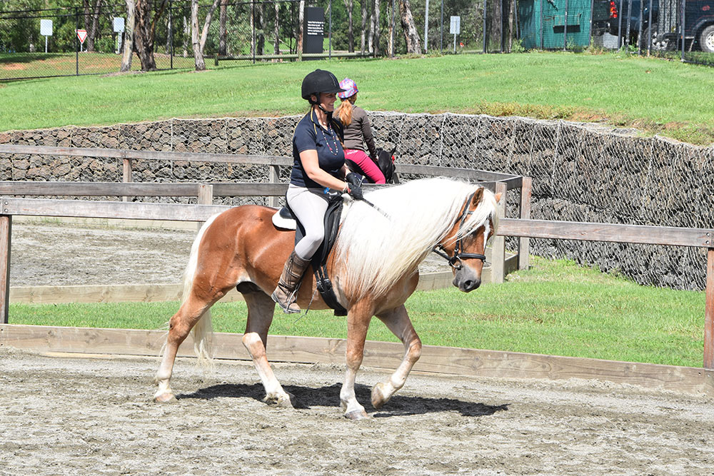 Australian Haflinger Horse Breeders Association