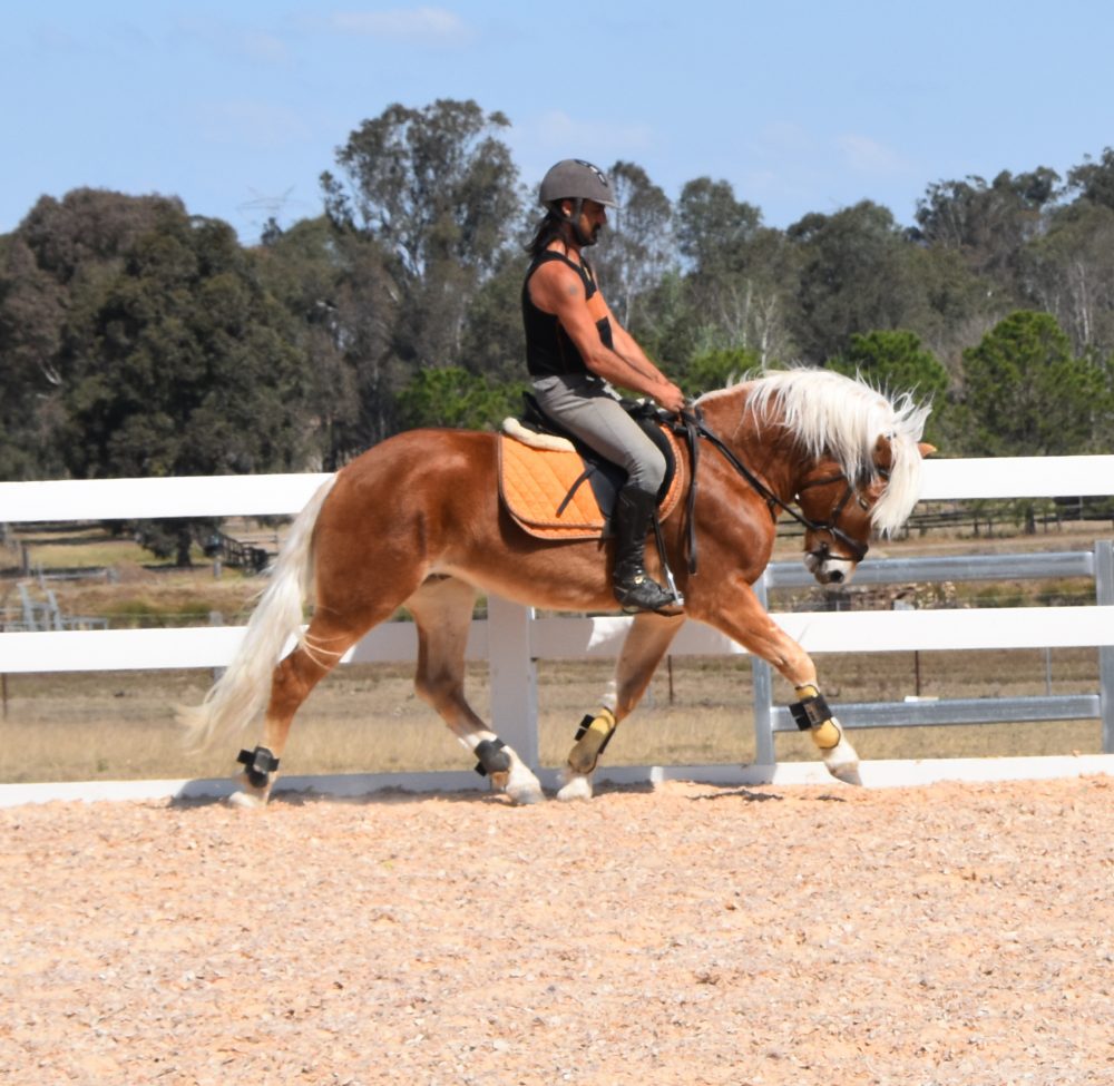 Australian Haflinger Breeding and Sports Association
