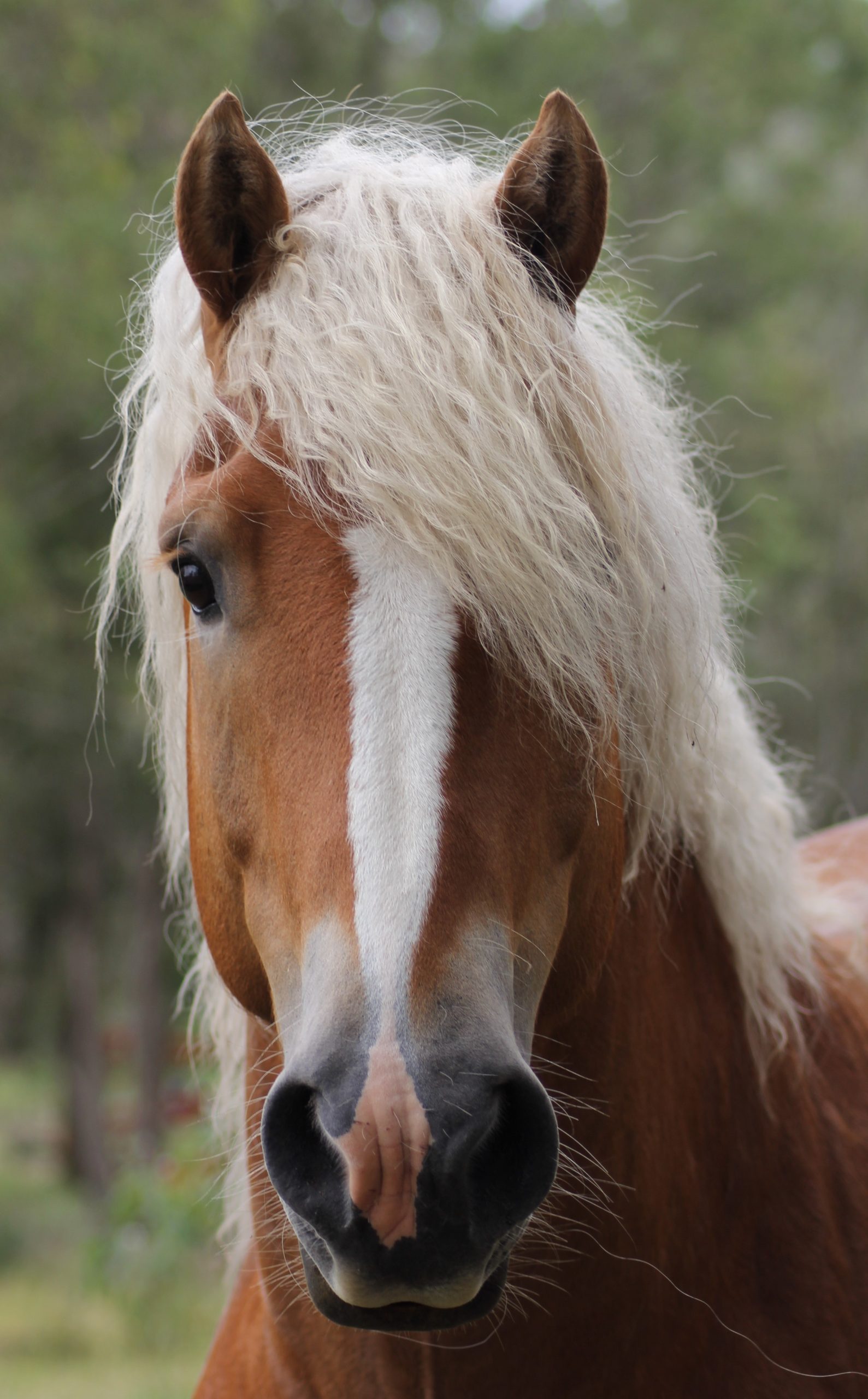 Haflinger Horses in Australia | AHBSA