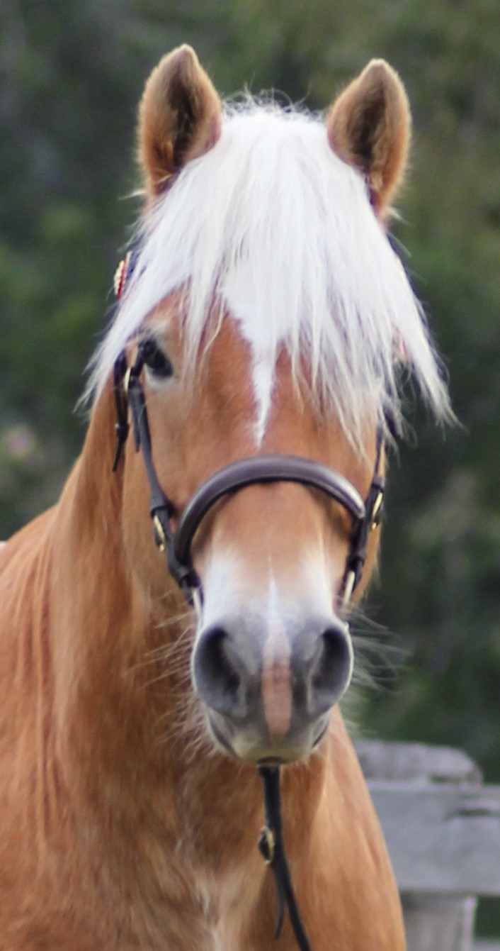 Haflinger Horses in Australia | AHBSA