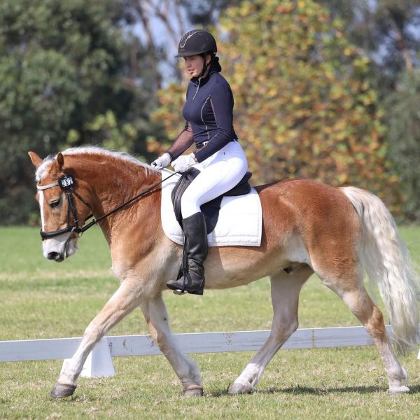 Haflinger Horses for Sale - AHBSA